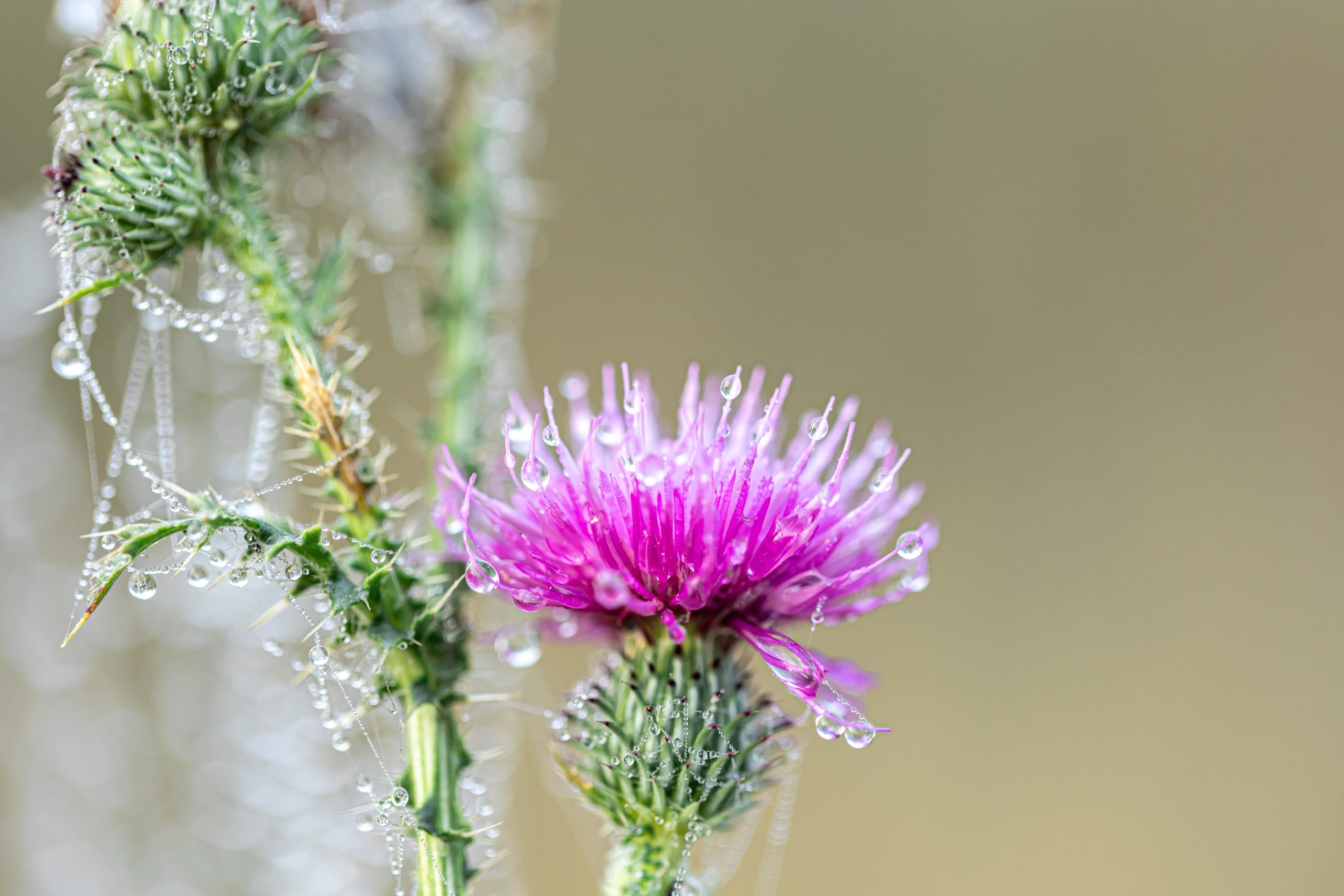Unlocking Potential of Milk Thistle Extract (Silybum Marianum)